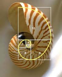 Fibonacci Sequence & Golden ratio in nature | DreamGains